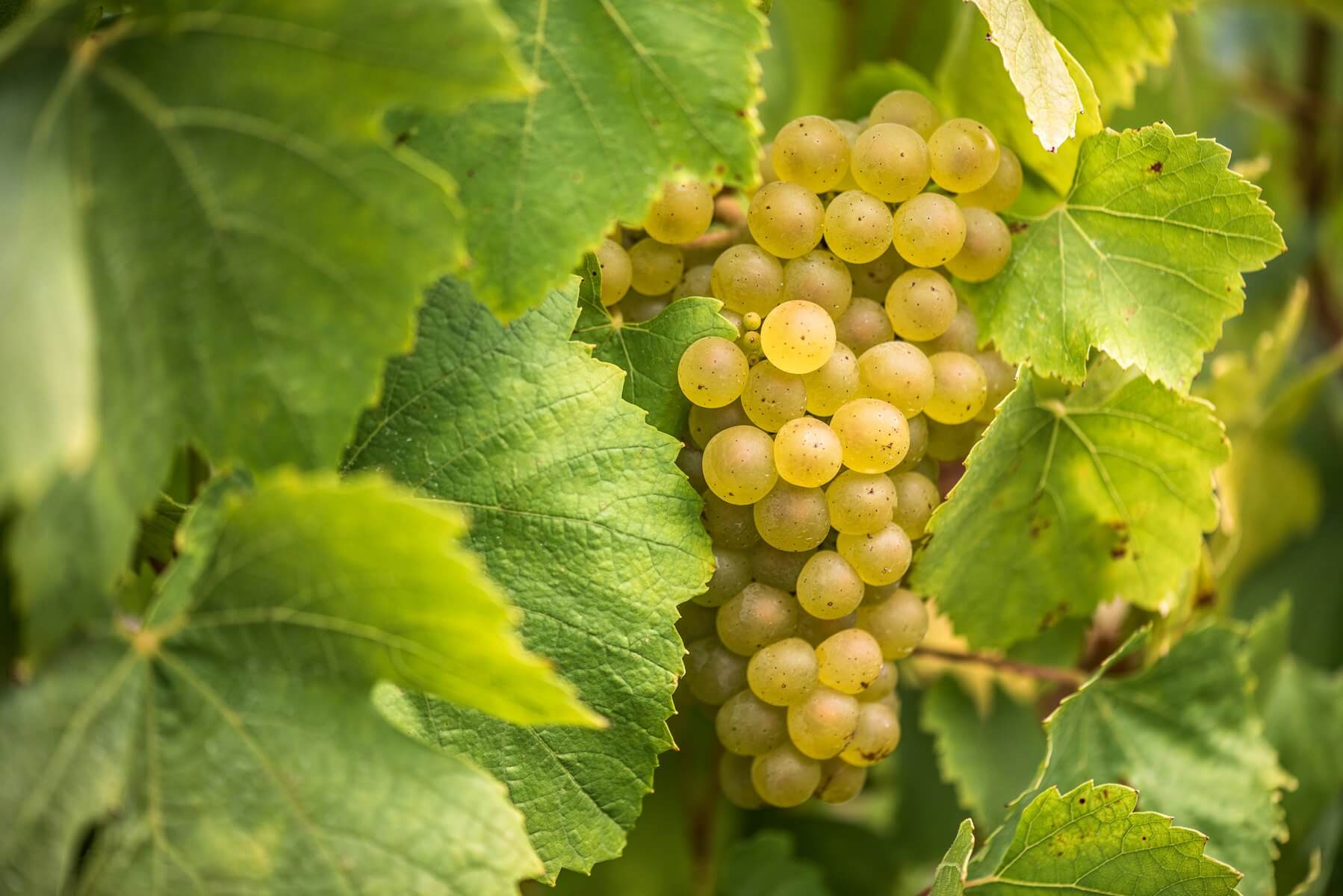 Perfectionnez votre anglais avec "Muscadet in english" - Muscadet