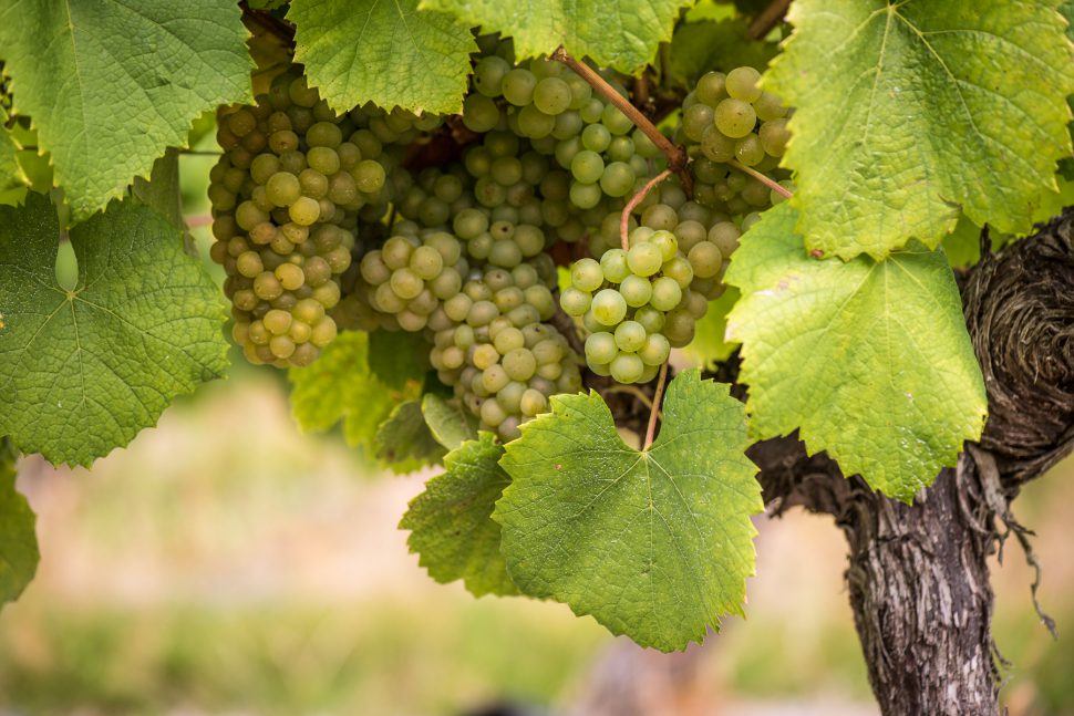 Hiérarchie du Muscadet : quelle place et quels enjeux pour l’entrée de ...