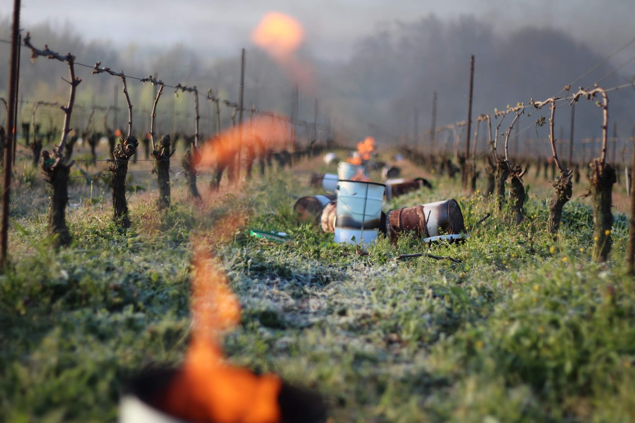 Le plan gel 2021 bientôt clôturé - Muscadet